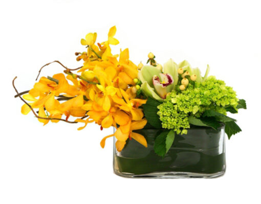 Tropica-Sunrise | Red Square Flowers