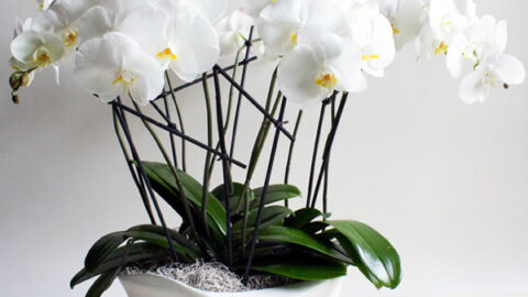 Red Square Flowers | Upscale Florist | Houseplant Store | Planters ...